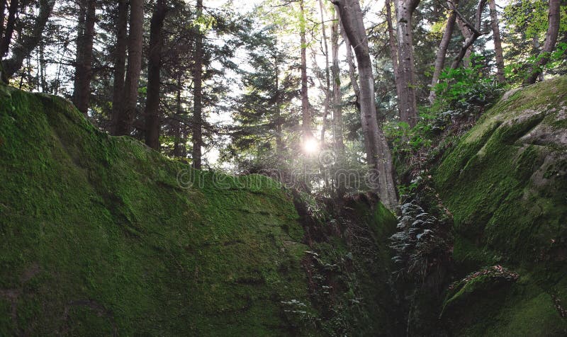 Old Cliff and Moss Covered Rocks in the Forest Stock Photo - Image of ...