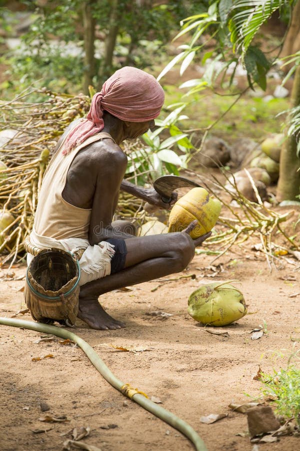 Old Climber on Coconut Tree Editorial Stock Image - Image of holiday ...