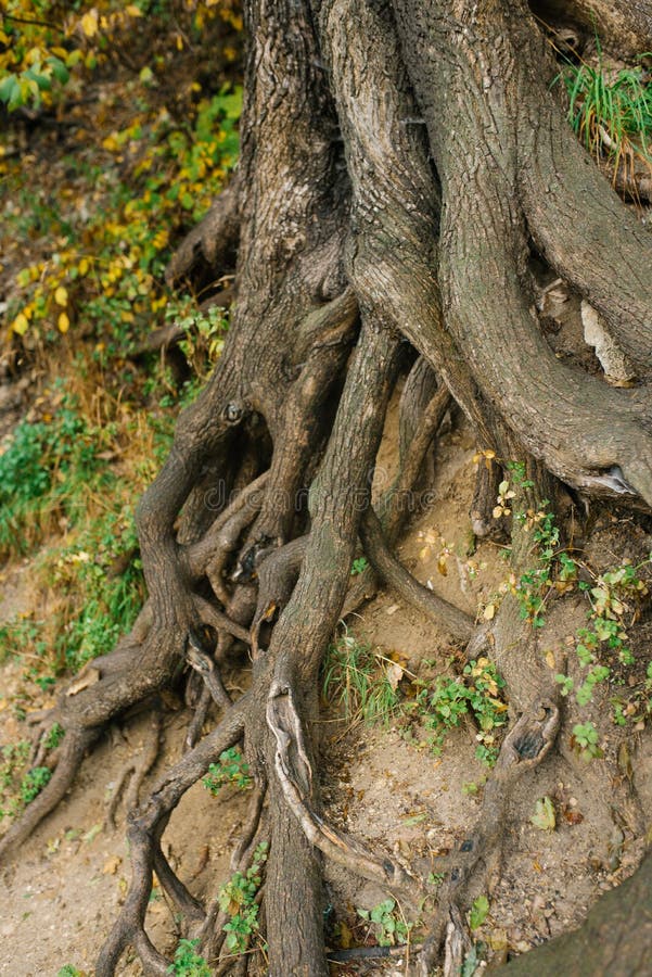 Old climbing tree roots stock image. Image of light - 177939195