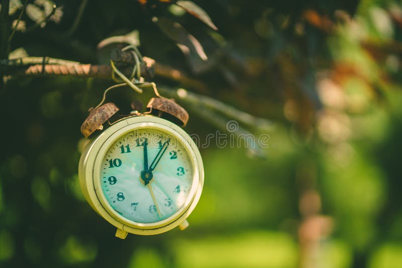 Old clock on a branch stock photo. Image of grunge, minute - 95370220
