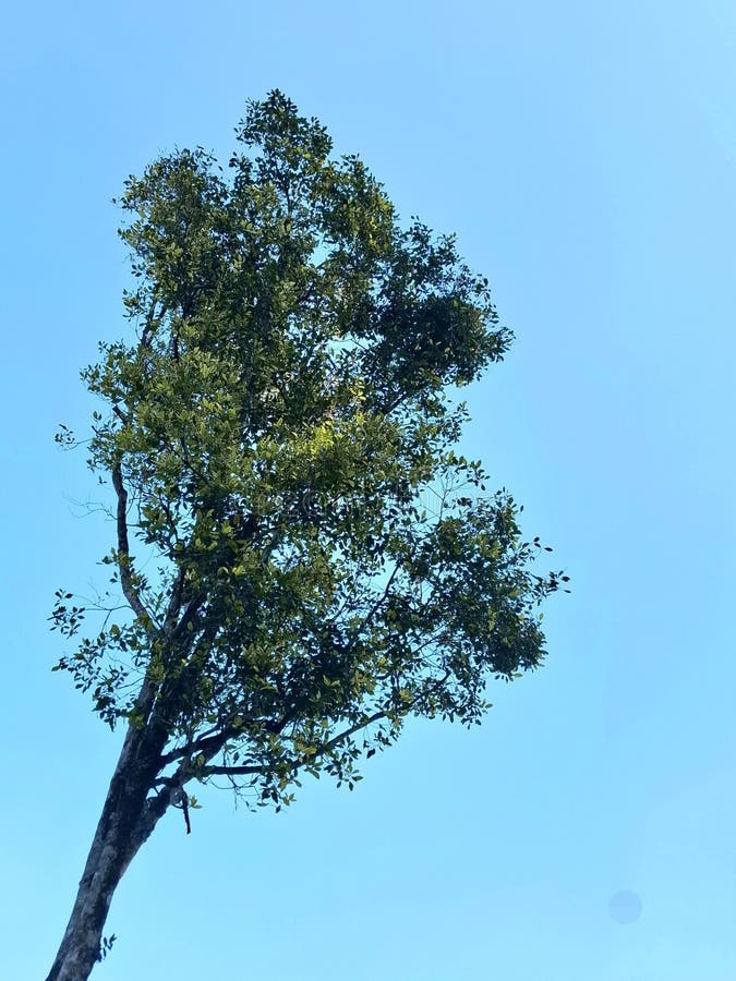 An Old Clove Tree with a Clear Sky Stock Image - Image of tree, clove ...