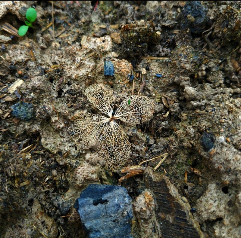 Old Clover & X22;netted& X22; on the Ground and with Coal Stock Photo ...