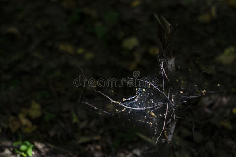 Old Cobweb in a Dark Forest Stock Photo - Image of sunlight, dark ...