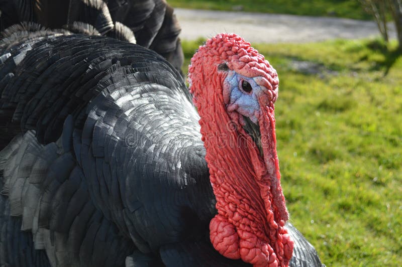 An Old Turkey stock image. Image of poultry, fall, animal - 30476115