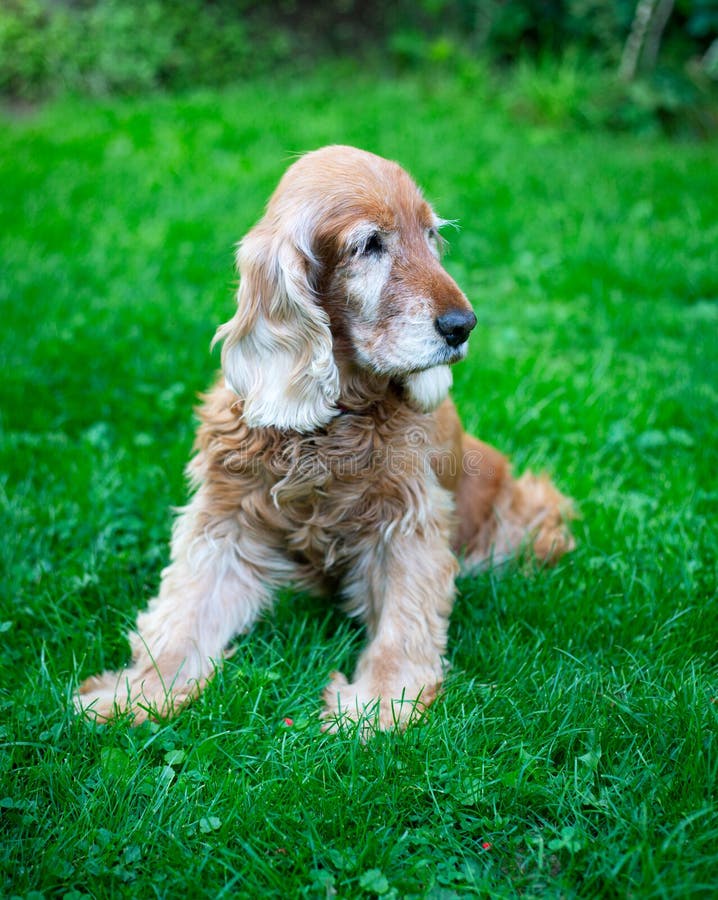 Old Cocker Spaniel Dog with Sad Expression Stock Image - Image of lying ...