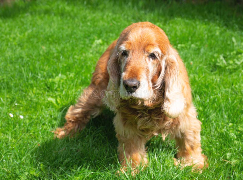 Old Cocker Spaniel Dog with Sad Expression Stock Photo - Image of ...