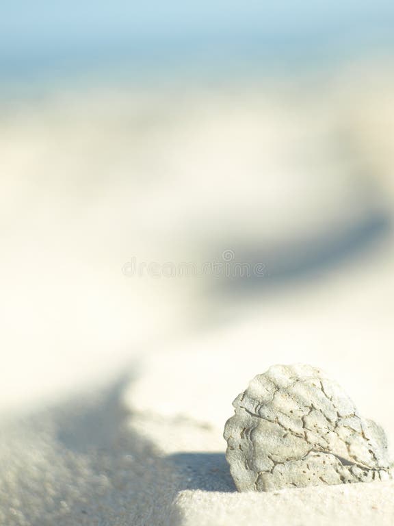 Old Cockle-shell on the Sea Squeaking Stock Photo - Image of beach ...