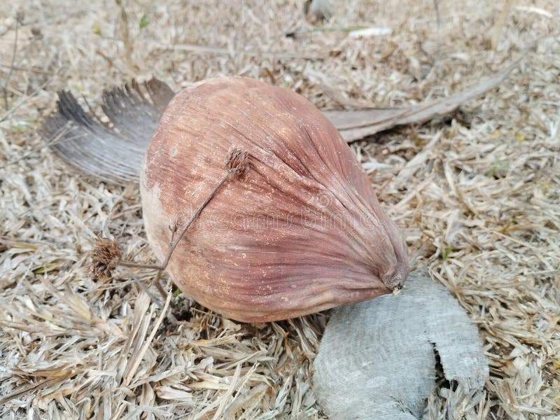 Old Coconut that Fell from the Tree Stock Photo - Image of coconut ...