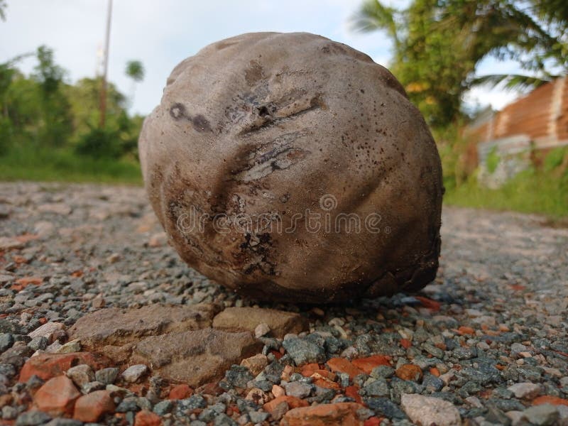 Old coconut stock image. Image of geology, coconut, fresh - 236280005