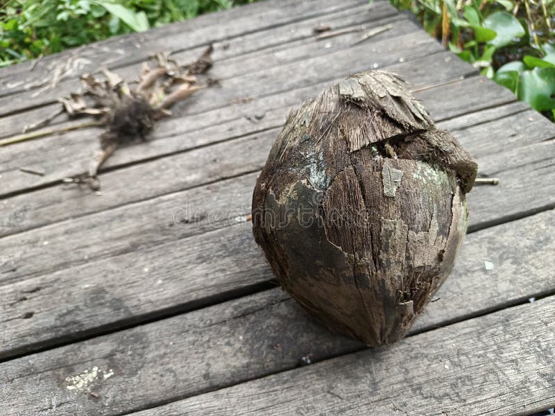 Old coconut stock photo. Image of rock, tree, sculpture - 356429618