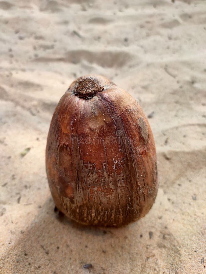 Old Coconut palm in sea stock image. Image of coconut - 168190553