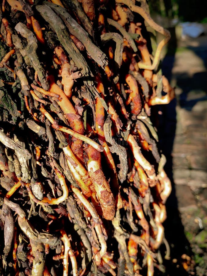 The Roots Of Old Coconut Tree Stock Image - Image of grass, ground ...