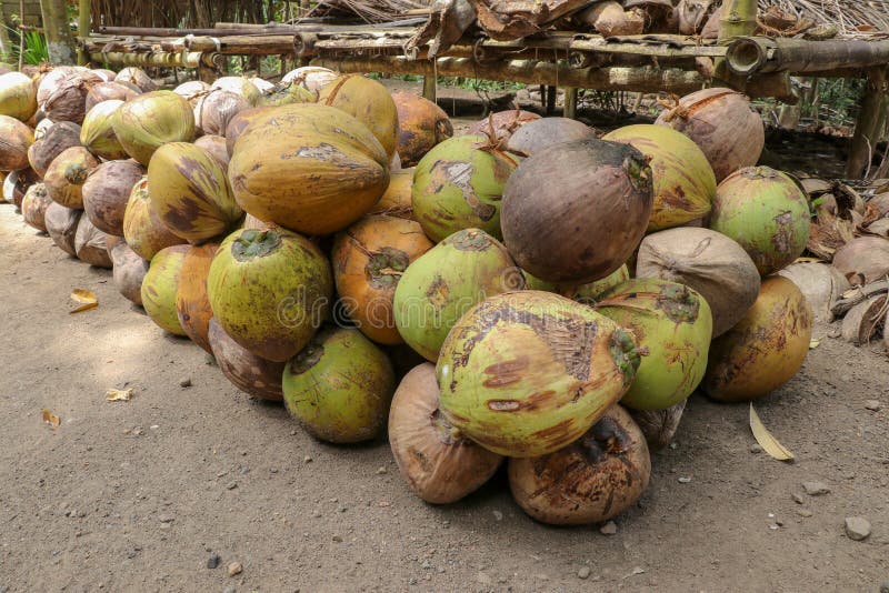 Processing Coconut Sap into Brown Sugar Which is Cooked in a Pan Over a ...