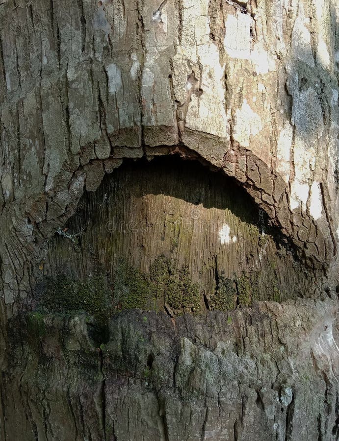 Old Coconut Tree Bark Texture, Article Stock Image - Image of bark ...