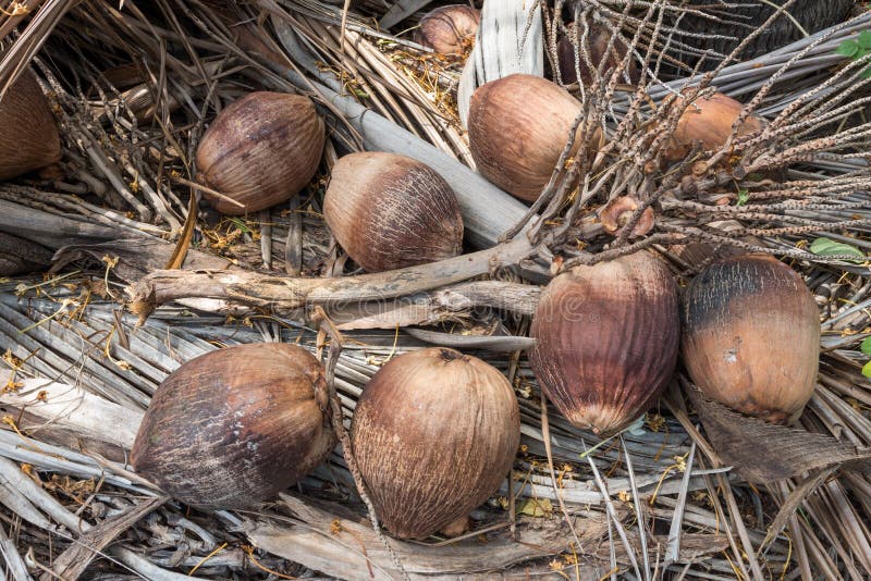 Old coconut stock photo. Image of outdoors, growth, feed - 54494328
