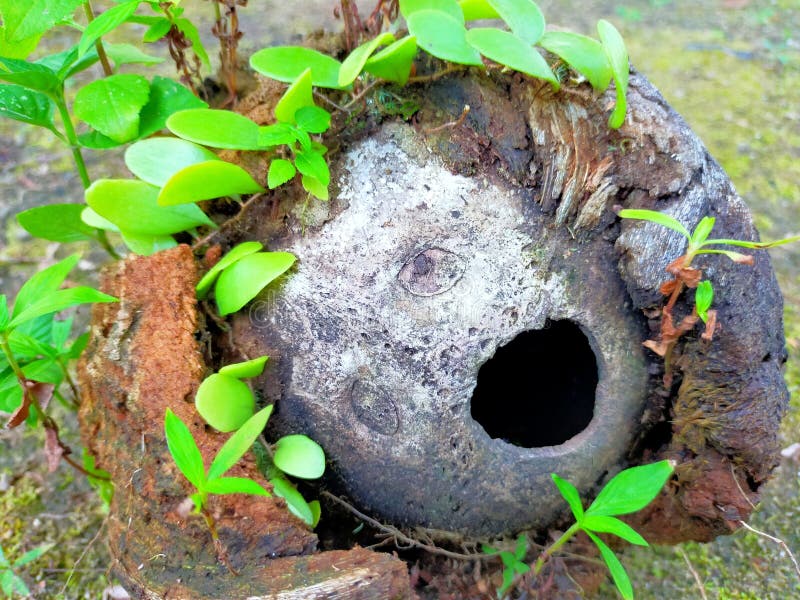 Old Coconuts with Hollow Shells and Rotting Coir Overgrown with Various ...
