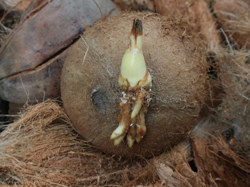 Aunty Milk Tanker Stock Photos - Free & Royalty-Free Stock Photos from ...