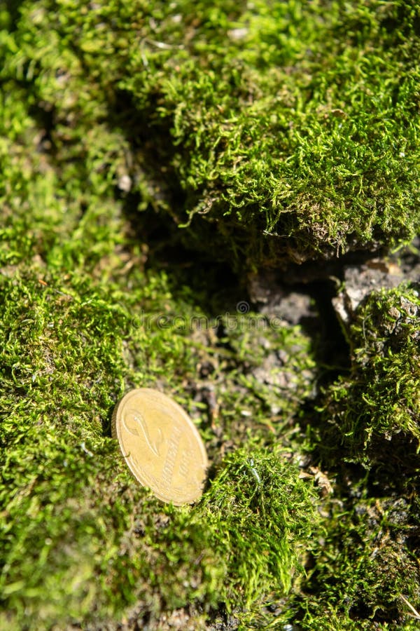 Old Coins in the Forest on Green Moss Stock Photo - Image of background ...