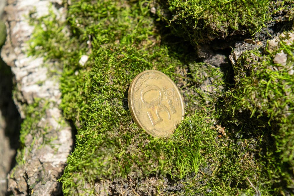 Old Coins in the Forest on Green Moss Stock Photo - Image of coin ...