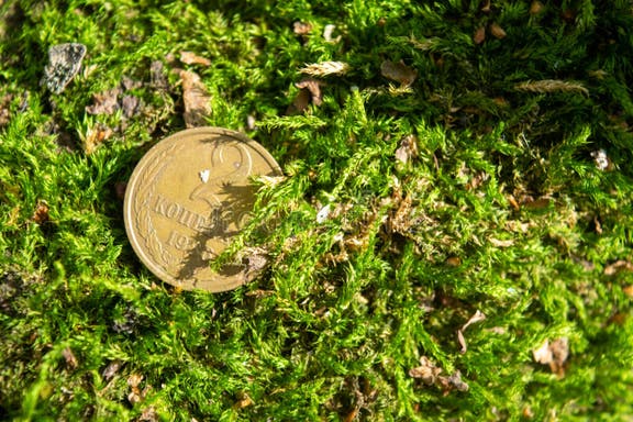 Old Coins in the Forest on Green Moss Stock Image - Image of copper ...