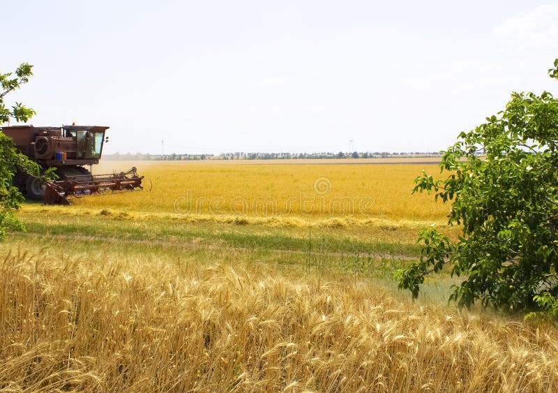 Combines at field stock photo. Image of harvest, gathering - 190881092