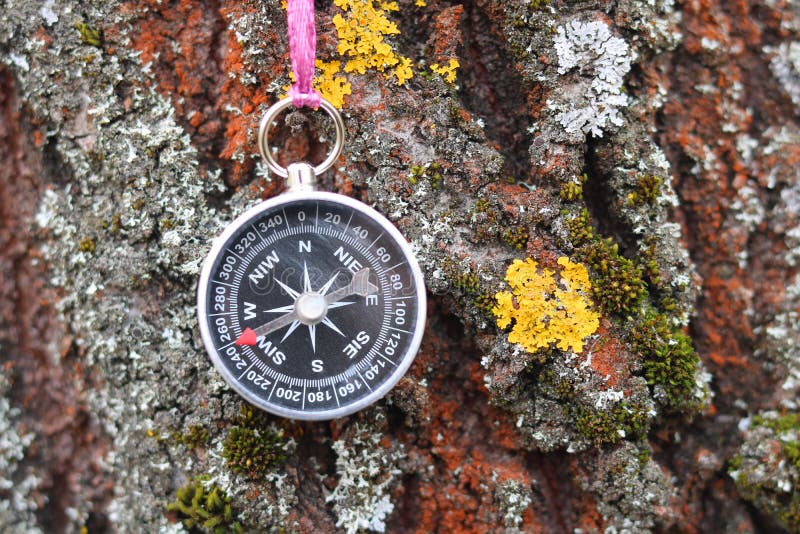 Old Compass on Tree in Forest Stock Photo - Image of guidance ...