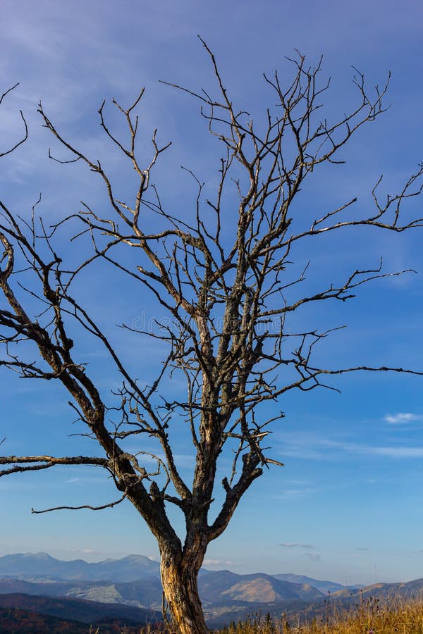 The Old and Completely Dry Tree Growing Against the Blue Sky Stock ...