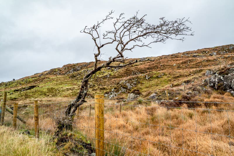 An Old and Completely Dry Tree Standing in the Field Stock Photo ...