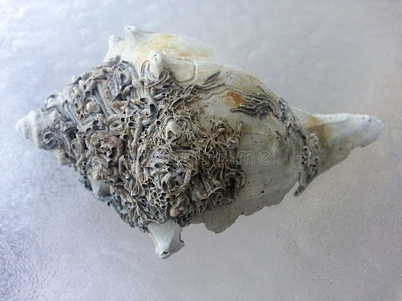 Old Conch Seashell on the Beach Stock Image - Image of tracks, conch ...