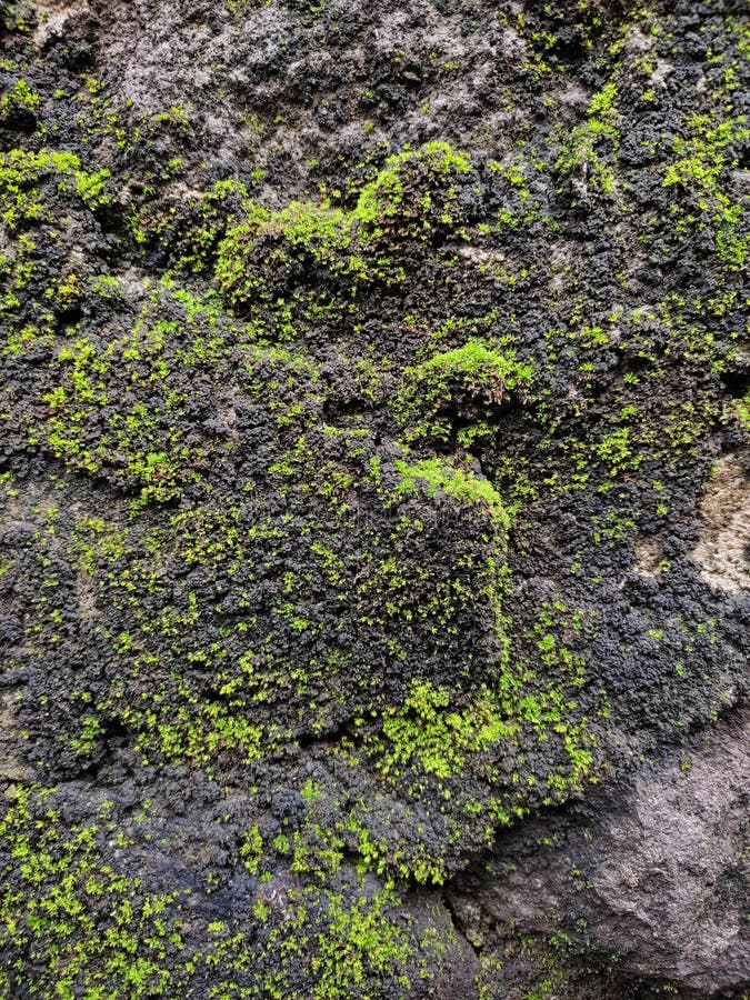 Old Concrete Foundation Overgrown with Moss Stock Image - Image of ...