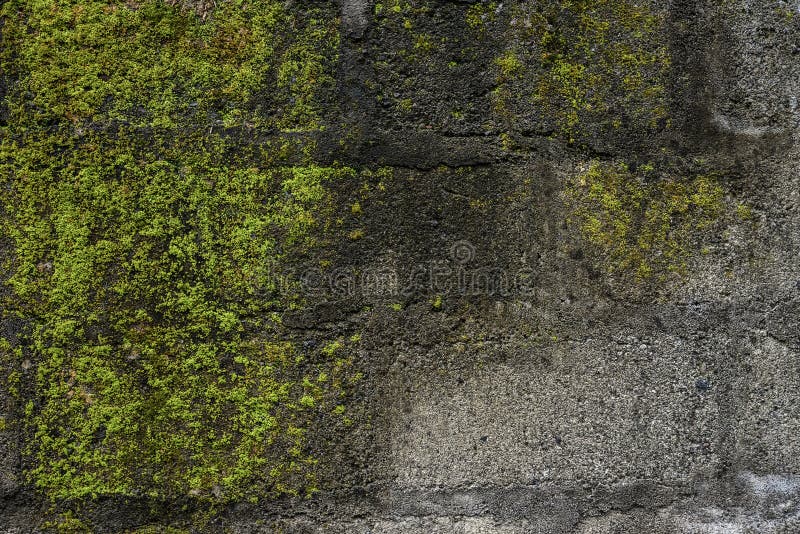 Concrete with Moss Floor Texture Stock Photo - Image of environment ...