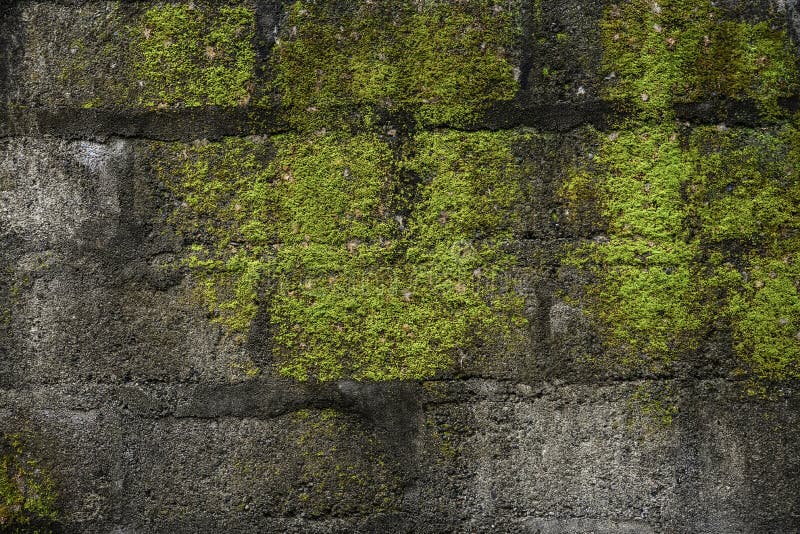 Concrete with Moss Floor Texture Stock Photo - Image of environment ...