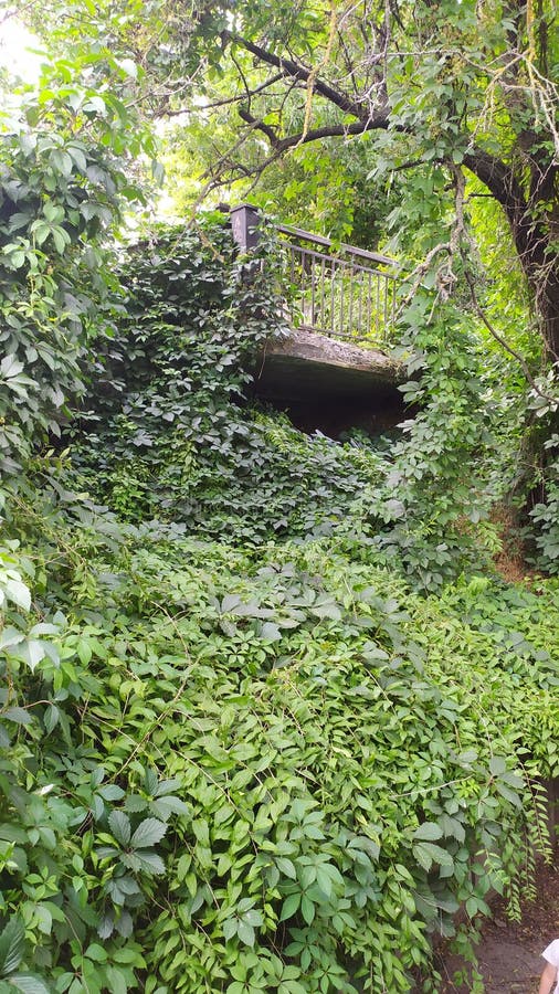 An Old Concrete Staircase Overgrown with Grass Stock Image - Image of ...