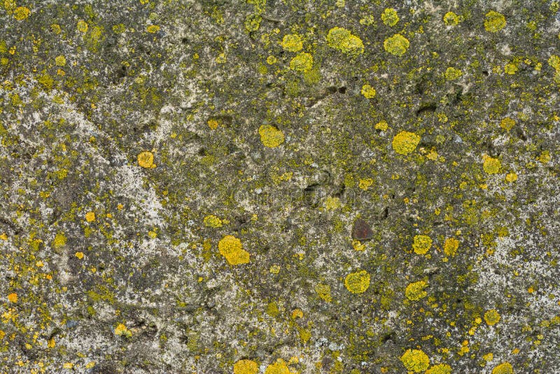 Old Concrete Decal Moss Stock Photos - Free & Royalty-Free Stock Photos ...