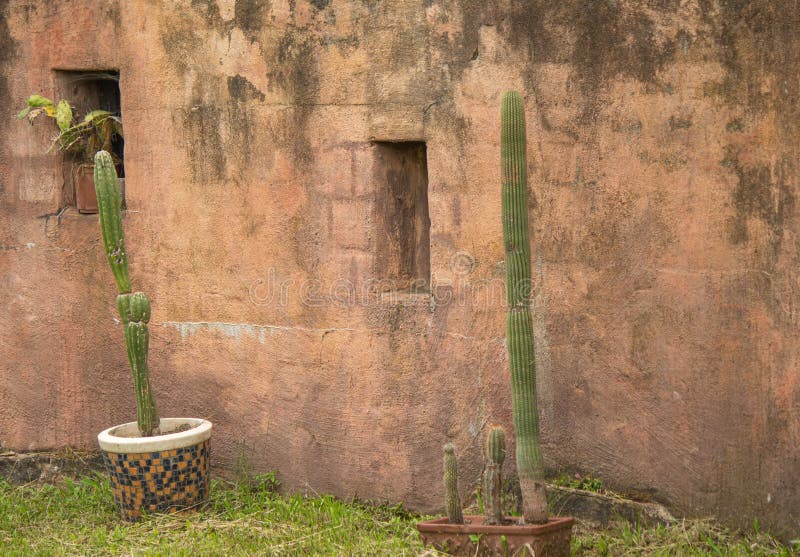 Old Concrete Wall with Cactus Plants in the Foreground Stock Image ...