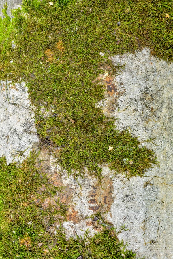 Old Concrete Wall with Moss. Texture of Weathered Concrete Moss Covered ...