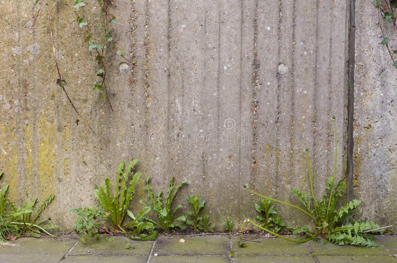 Old Concrete Wall with Weed Grass, Grunge Background Stock Image ...