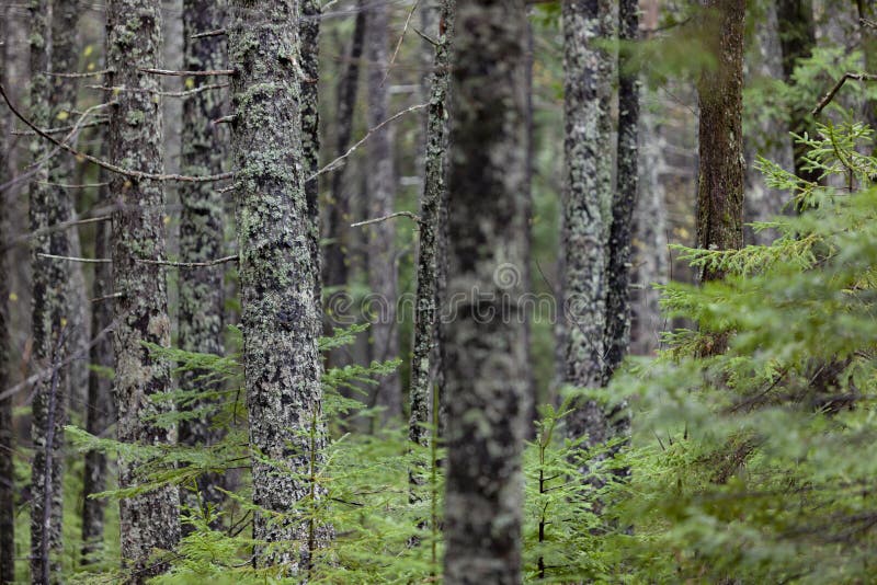 Old Conifer Forest Background Stock Photo - Image of dense, conifer ...