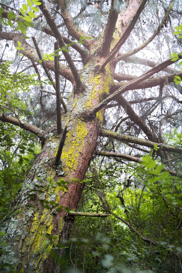 Old Conifer Pine Tree Trunk with Moss Stock Photo - Image of textured ...