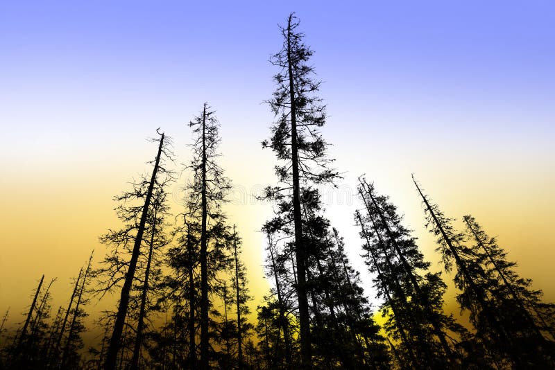 Old conifer trees at dawn stock photo. Image of pine - 69854744