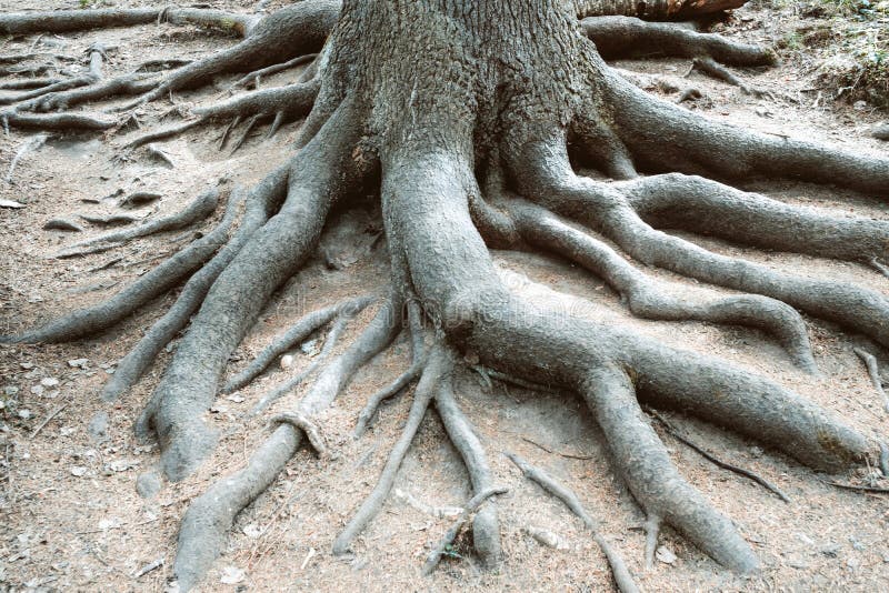An Old Coniferous Tree with Many Roots Stock Photo - Image of deep ...
