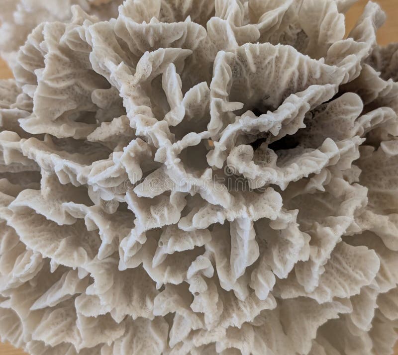 Old coral fossil texture stock photo. Image of macro - 373601846