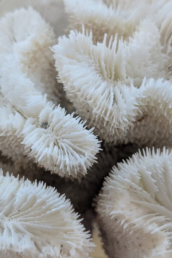 Old coral fossil texture stock photo. Image of macro - 376508768