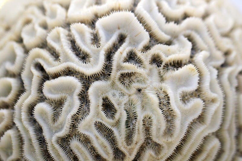 Old coral texture stock image. Image of design, rock - 278409083