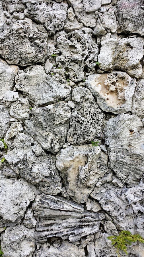 Coral Wall Made of Blocks of Textured and Unique Coral Rocks Stock ...