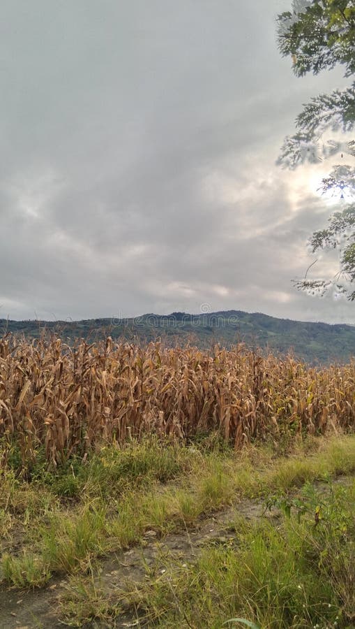 Old corn stock photo. Image of beautiful, corn, field - 332095608