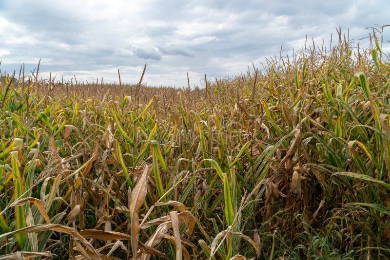 Old Corn in Cornfield with Stalks and Ears Grown and Dry Stock Photo ...