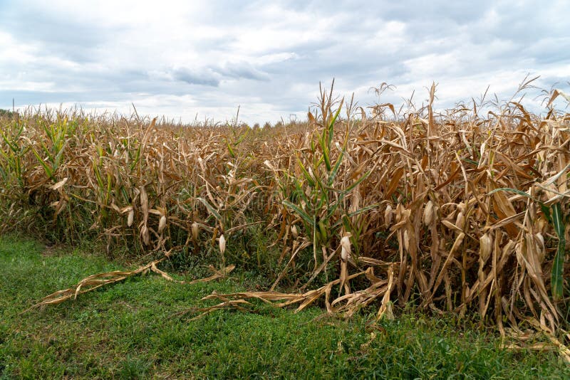 Old Corn in Cornfield with Stalks and Ears Grown and Dry Stock Photo ...
