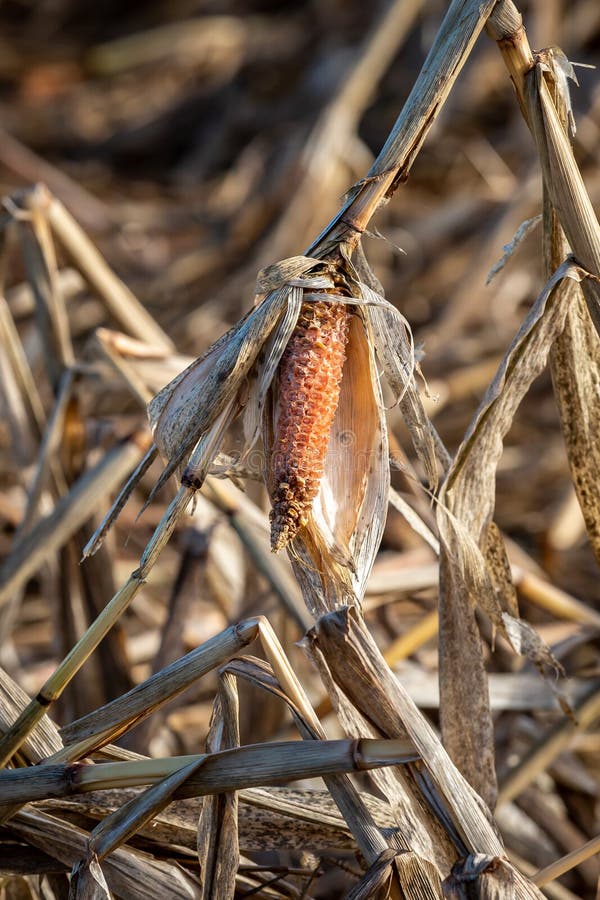 Old Corn Crops in a Field in Winter Stock Image - Image of focus ...