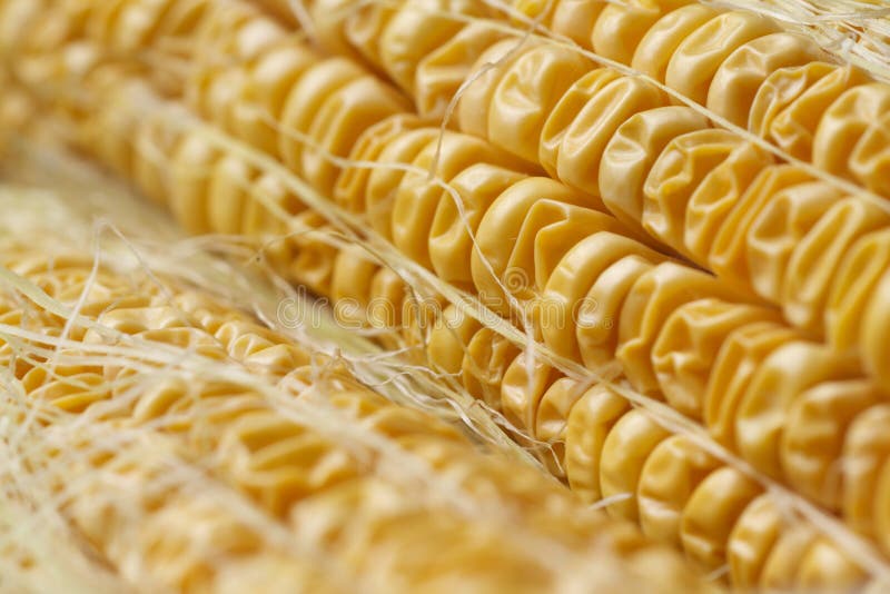 Old corn stock photo. Image of ingredient, plant, grain - 44130208